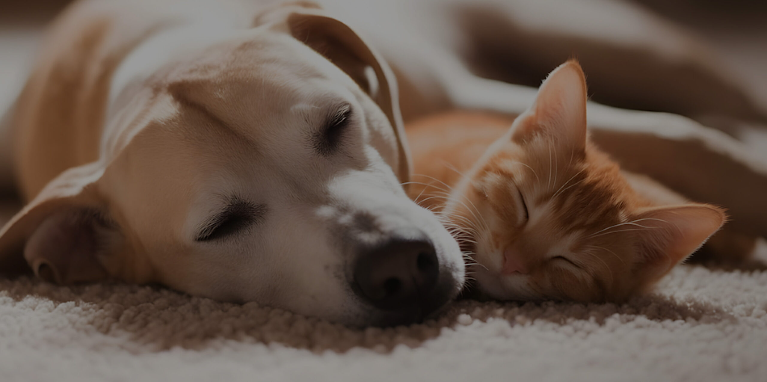 Home - Scratch & Patch