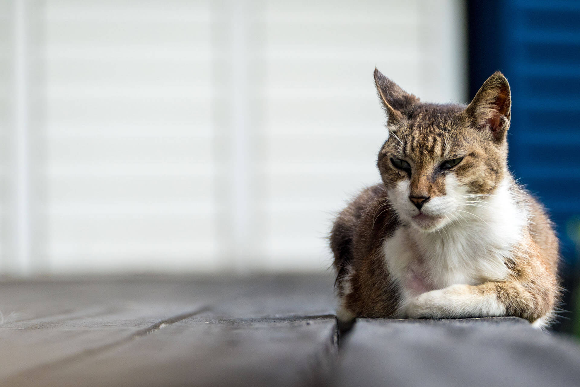 Pet insurance for older cats - Scratch & Patch