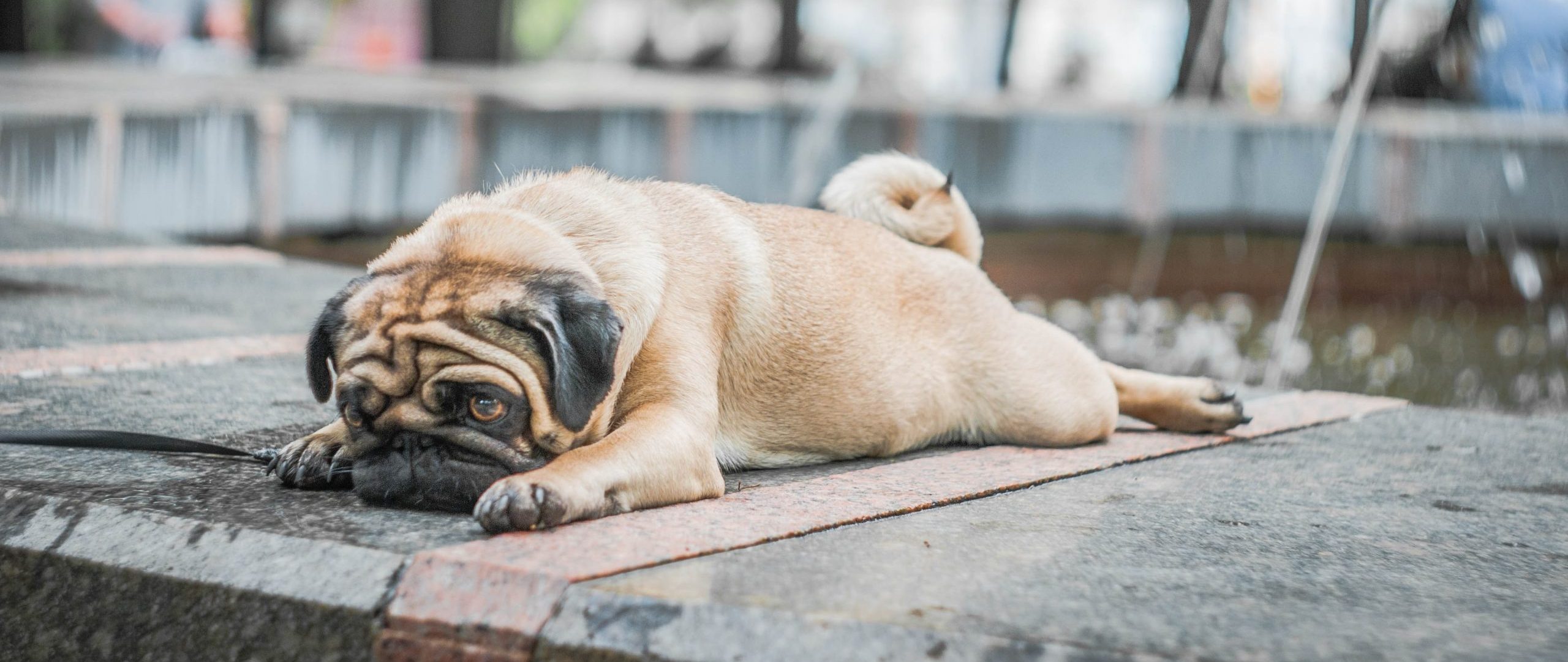 Guide to Pugs - Scratch & Patch